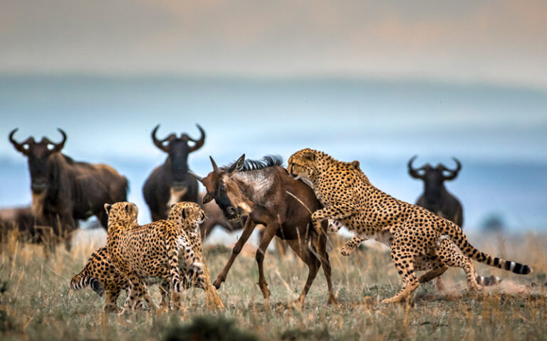 Predators' Impact on Wildebeest Migration - Rolux Safaris & Trekking