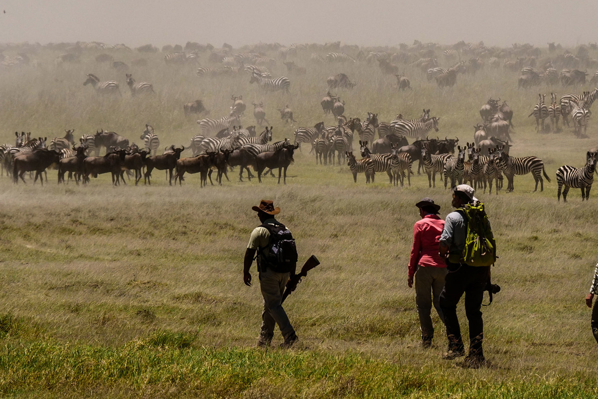 New Easy Walking Safari in Serengeti – See Animals Up Close - Rolux ...